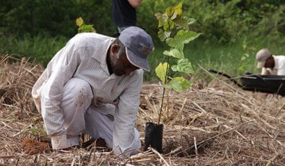 How does restoration work? Method 1: planting seedlings - Black Jaguar ...