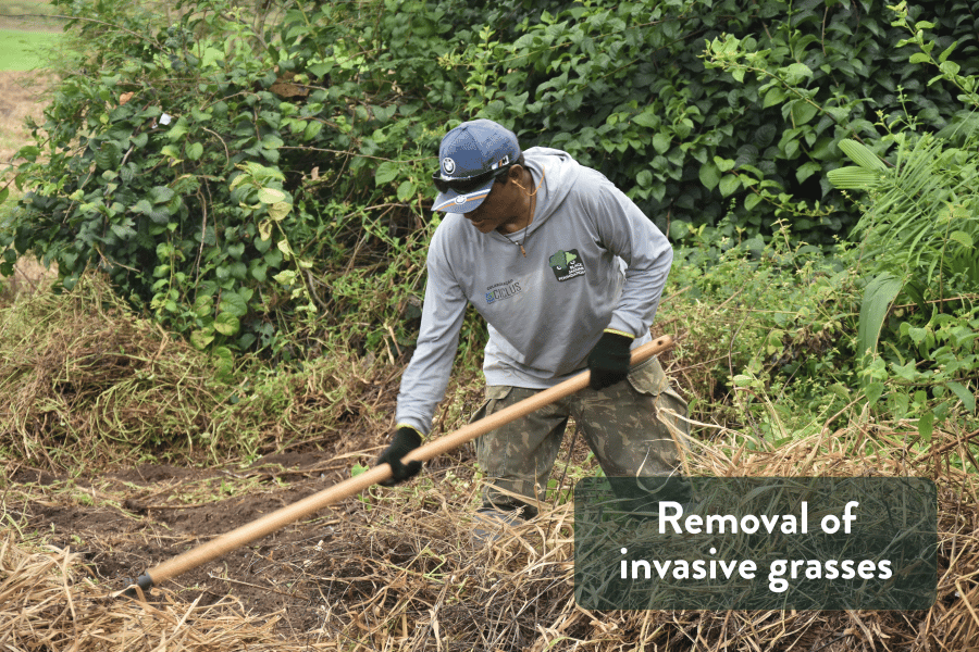 Removal of invasive grasses - Black Jaguar Foundation