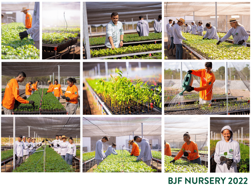 Accelerating seedling production in our large new nursery - Black ...