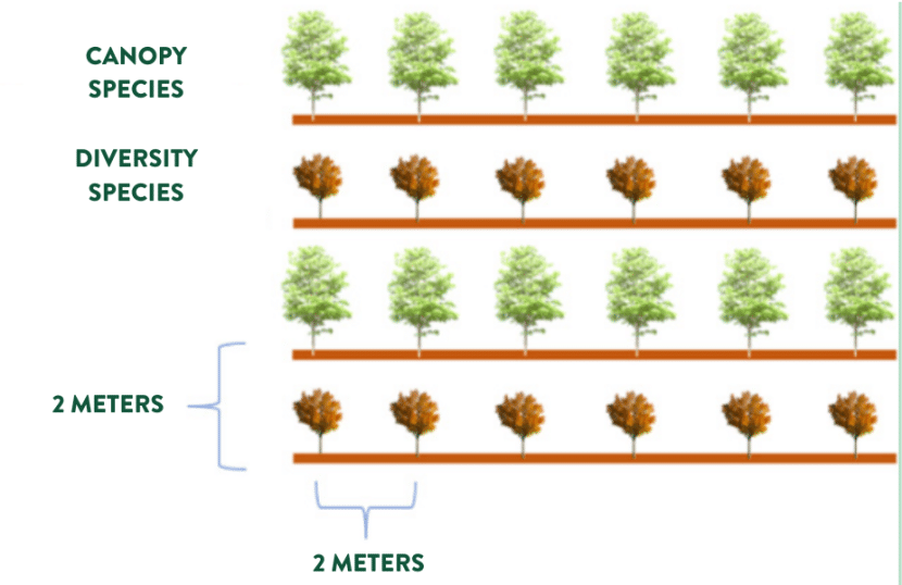 Biodiversity Update: Planting even more native tree species - Black ...