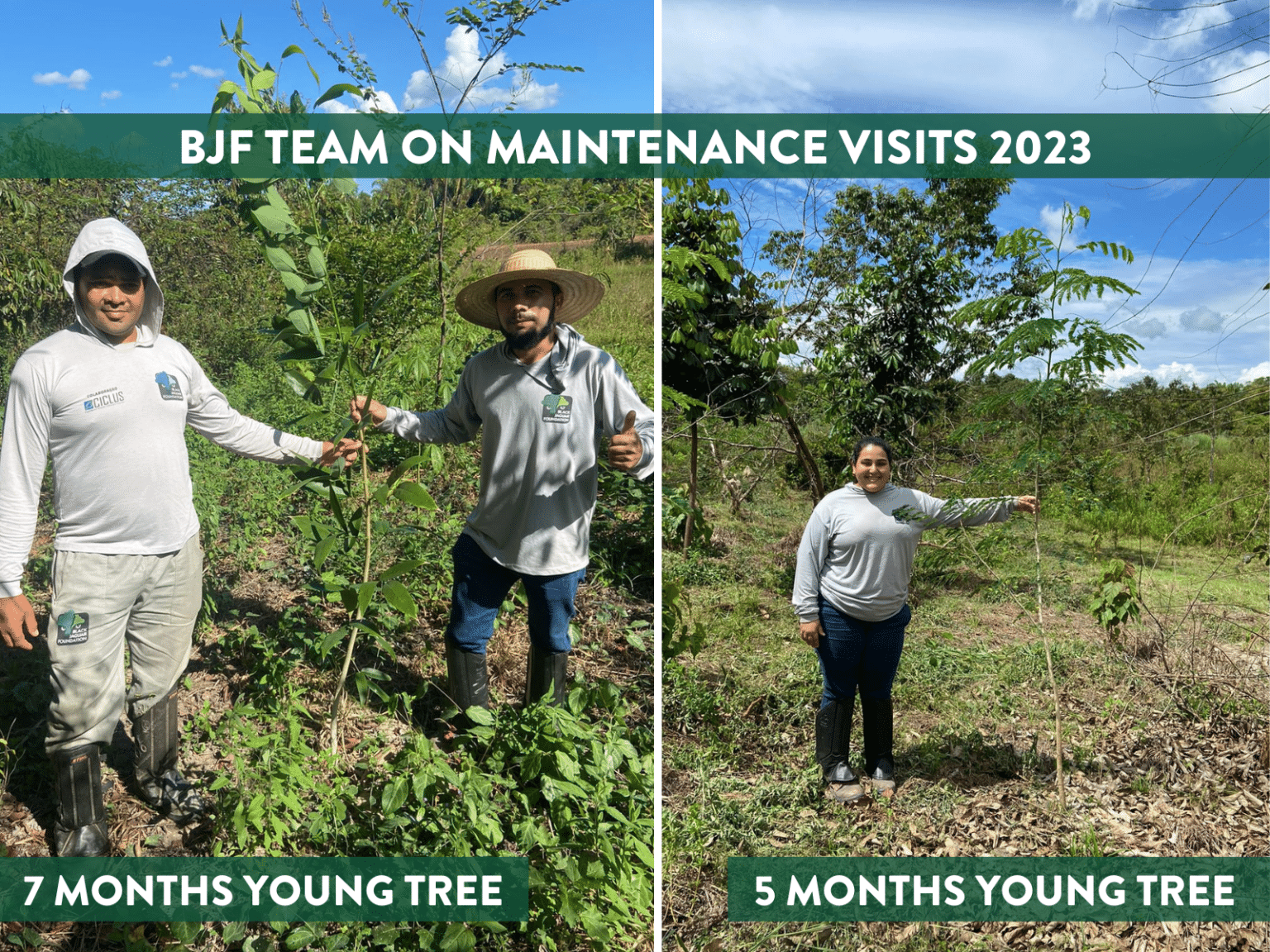 Maintenance of BJF restoration sites: taking good care of our growing ...