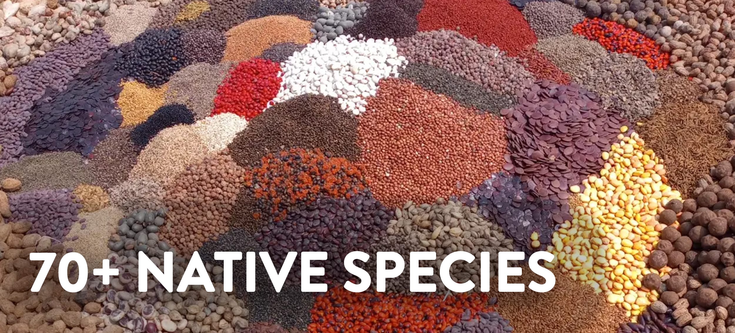 native_species - Black Jaguar Foundation